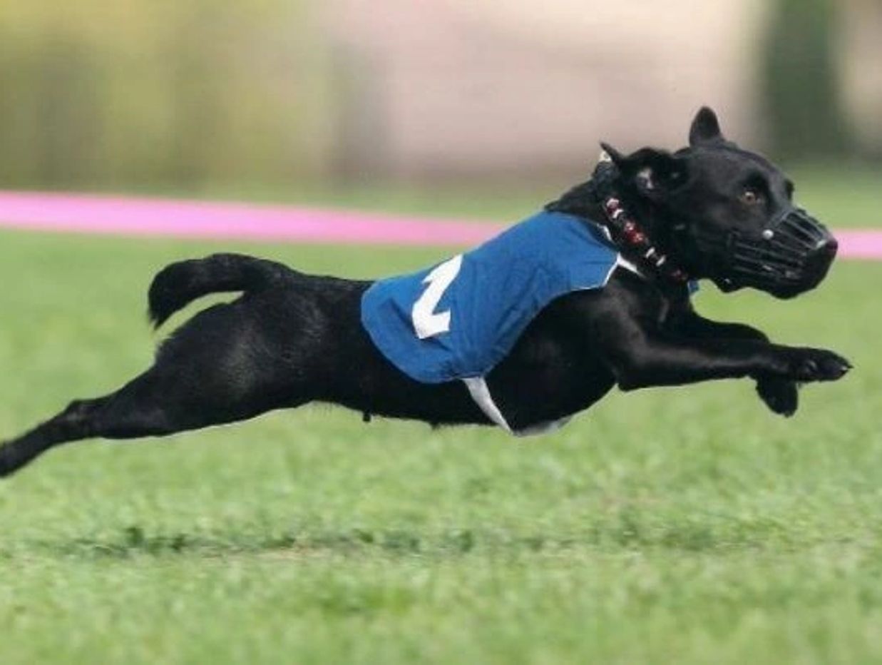 PTCA Versatility Program